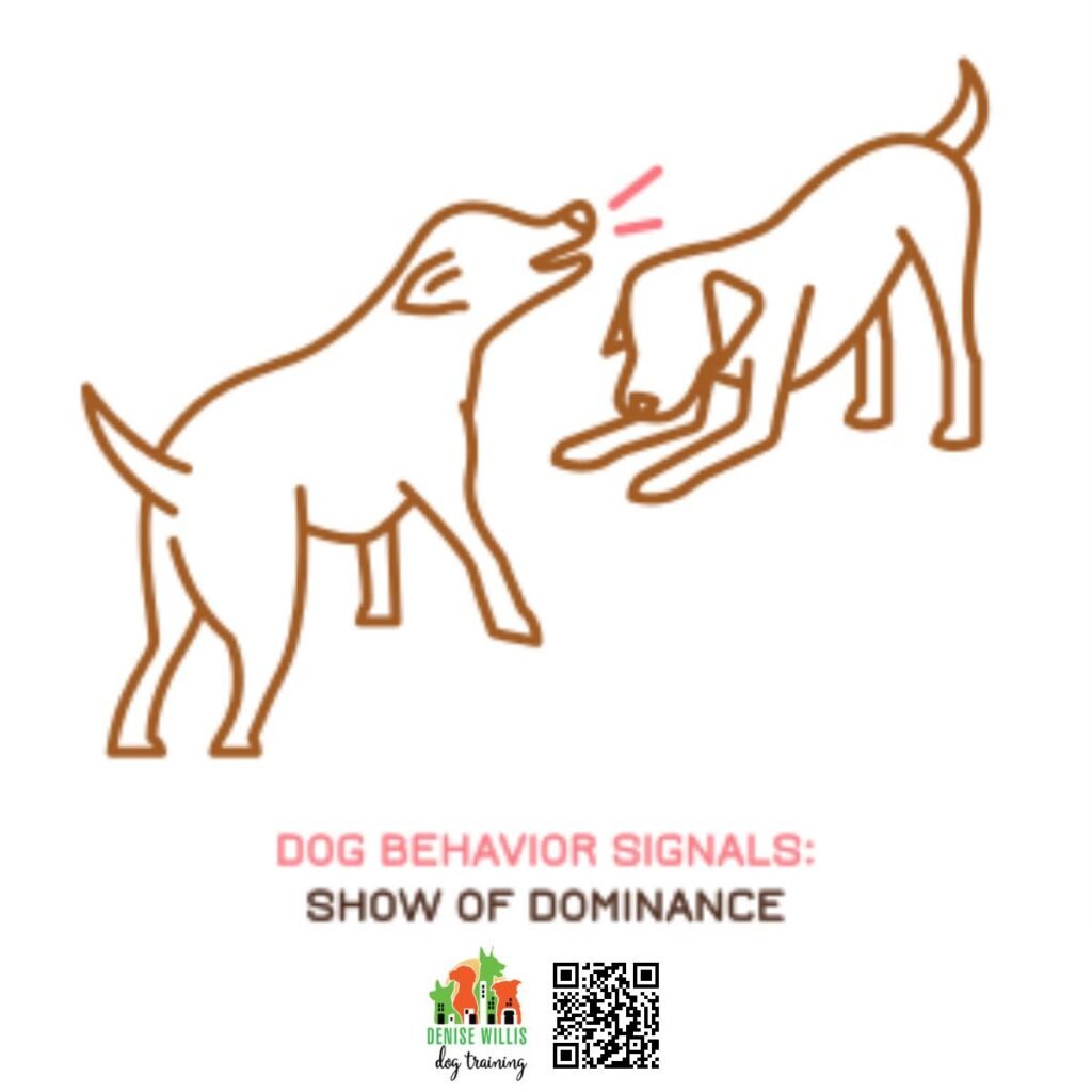 Dog Aggressiveness Correction - DW Dog Training