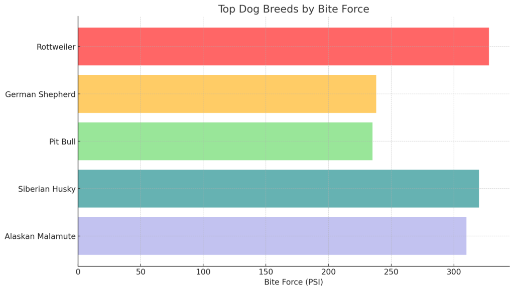 Causes of Dog Aggression: A Revealing Exploration into the Heartfelt ...